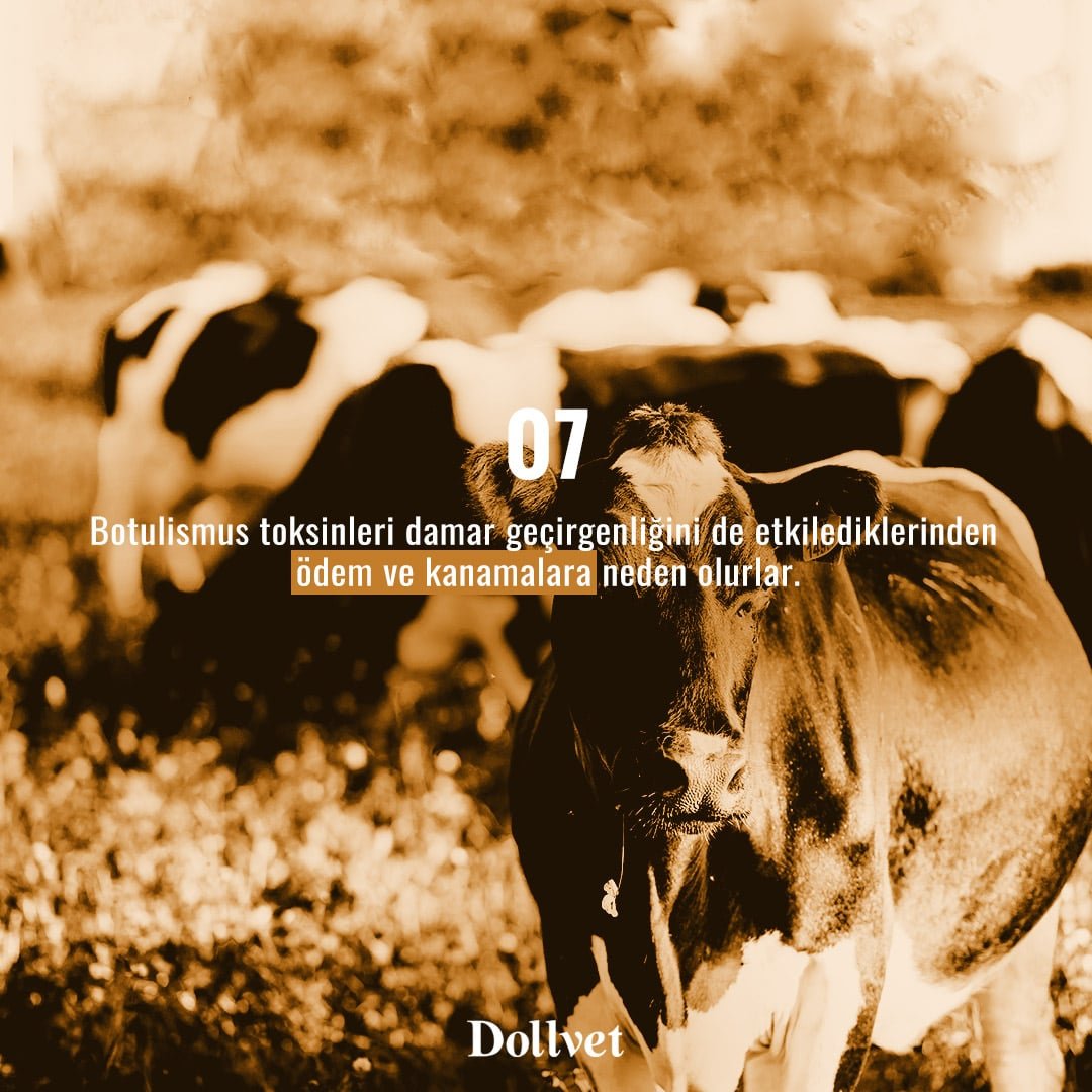 Sürülerinizin Gizli Düşmanı Botulismus - Dollvet Biyoteknoloji
