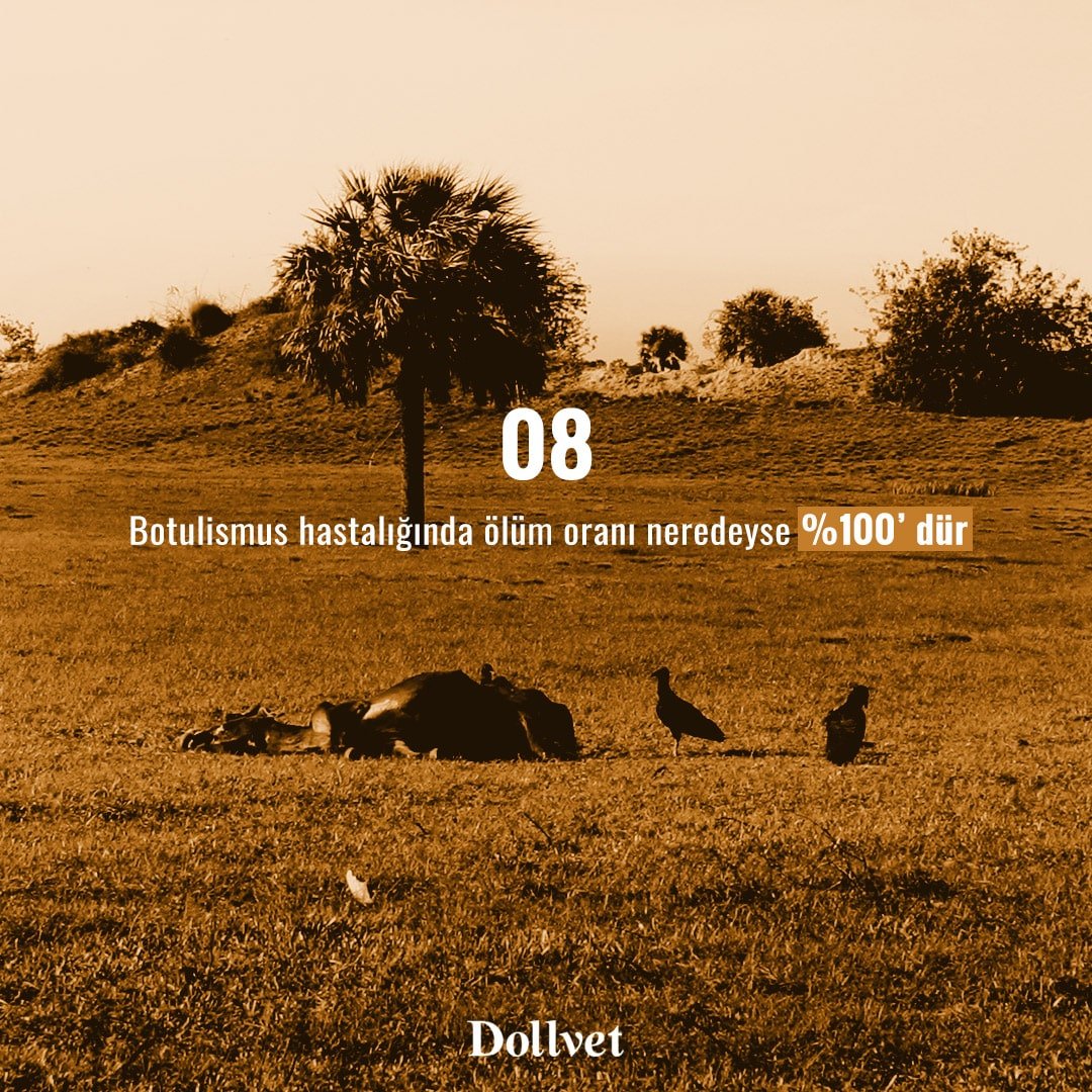 Sürülerinizin Gizli Düşmanı Botulismus - Dollvet Biyoteknoloji